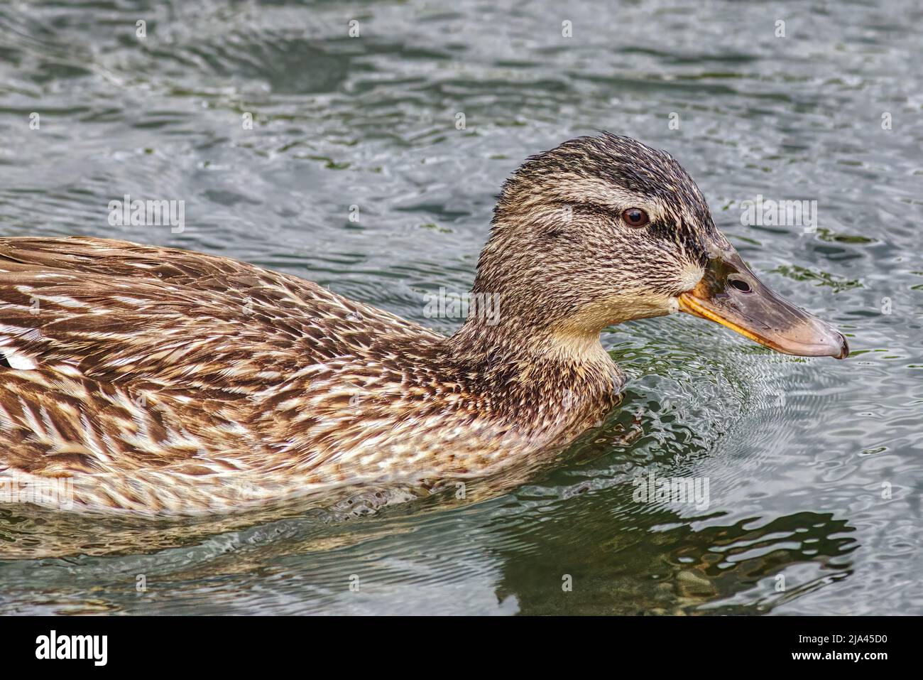 Female duck hi-res stock photography and images - Alamy