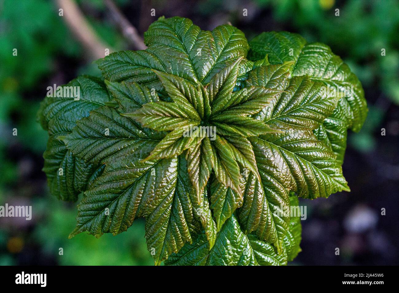 Young green maple tree leaves hi-res stock photography and images - Alamy