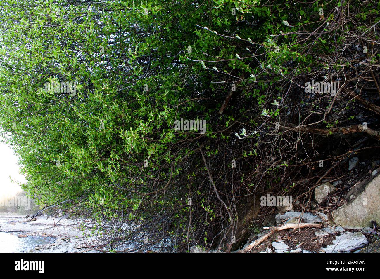 Twig green leaves willow hi-res stock photography and images - Alamy