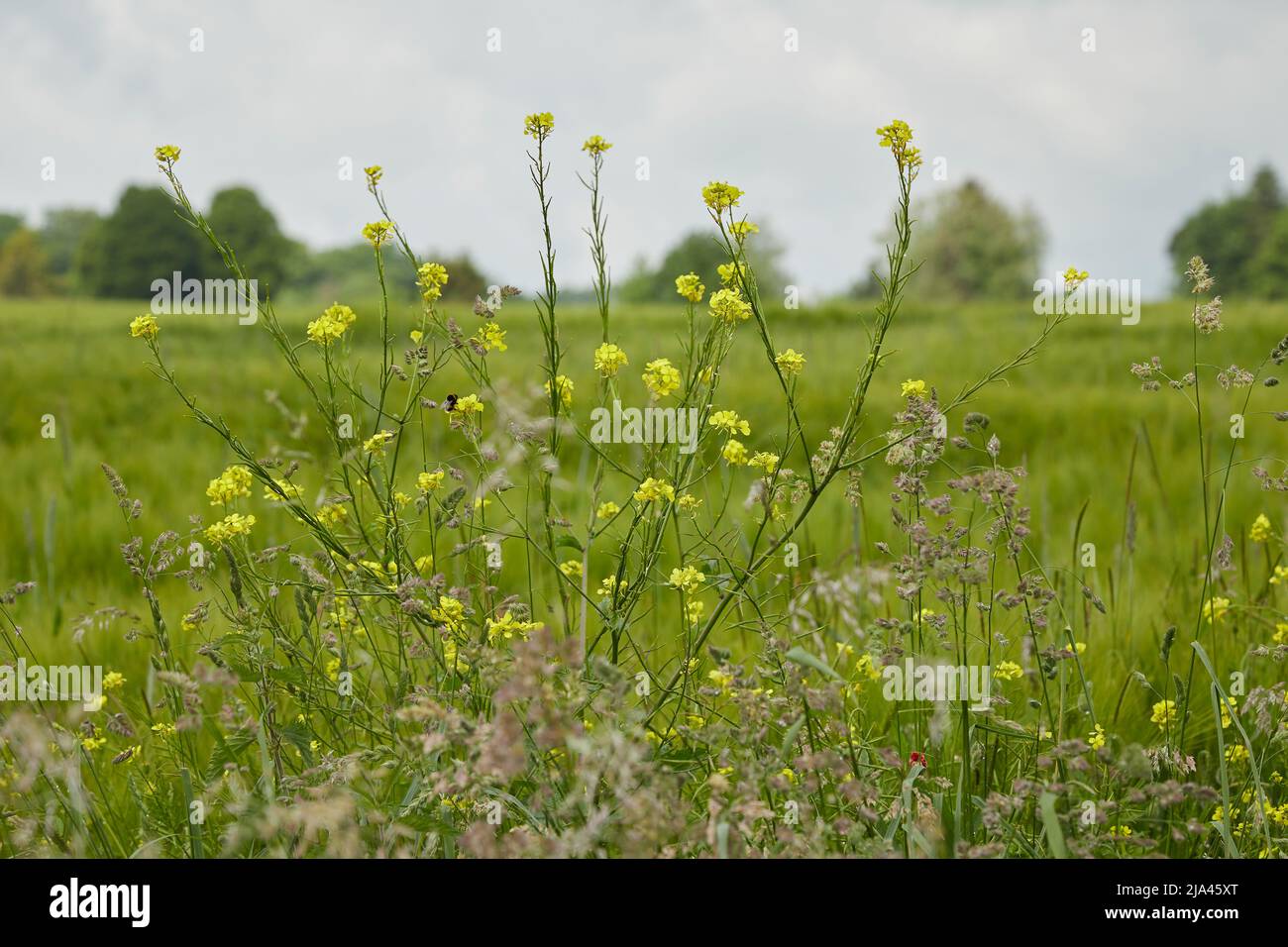 Brassica rapa, Brassicaceae, oleifera plant at the edge of an wheat ...