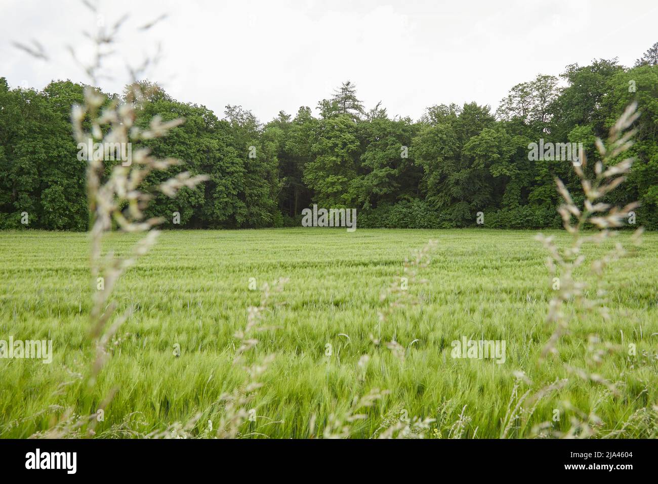 wheat field with trees in the background Stock Photo - Alamy