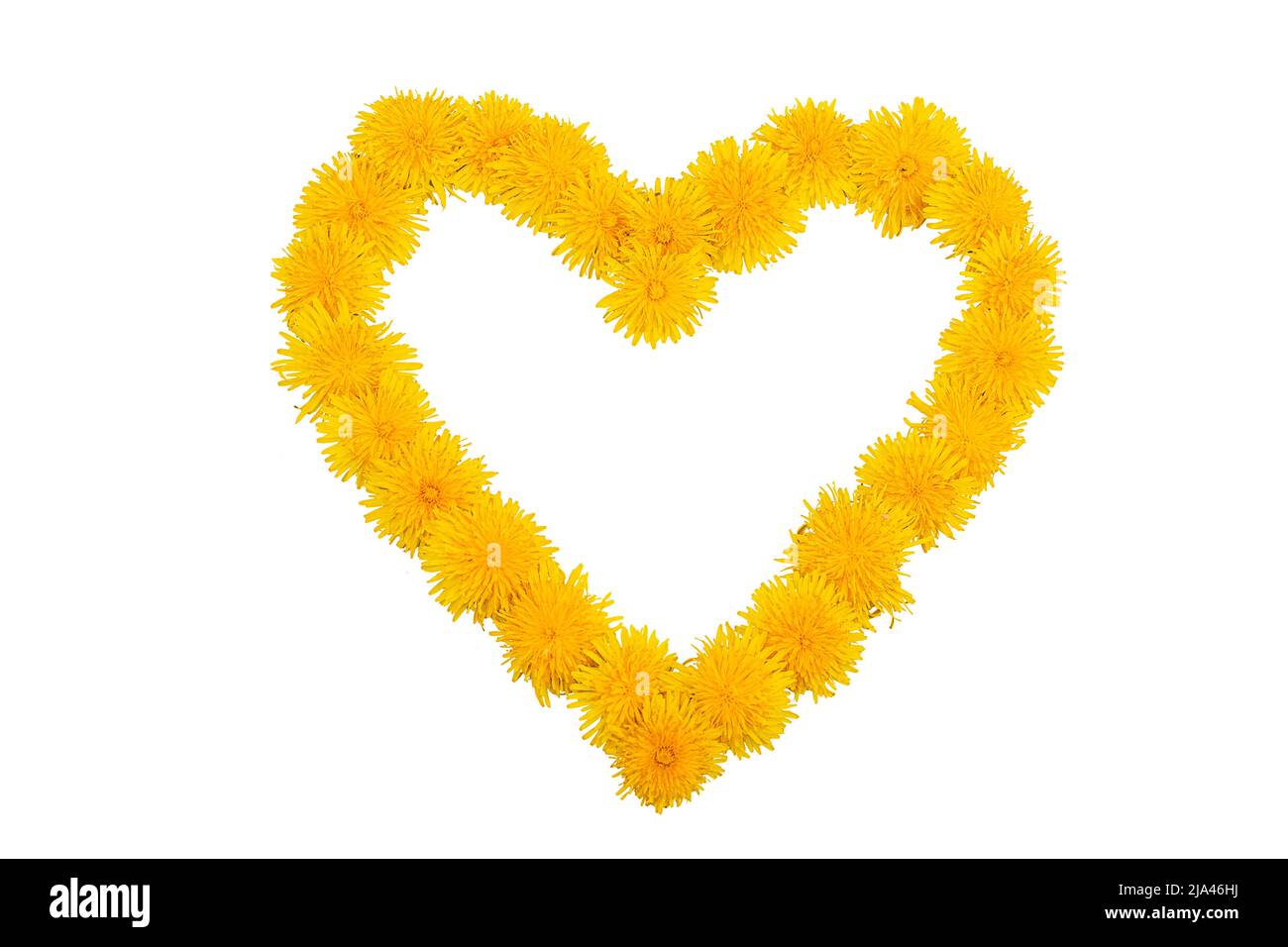 A heart of yellow dandelion flowers on a white background. Copy space ...