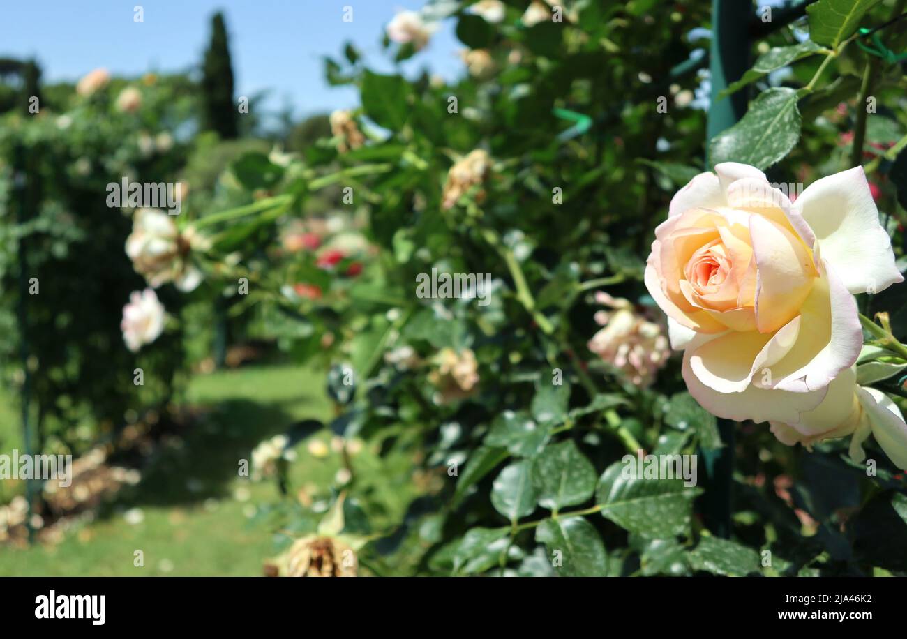 Pale pink roses seen in Roseto di Roma, the Municipal Rose Garden, Rome ...