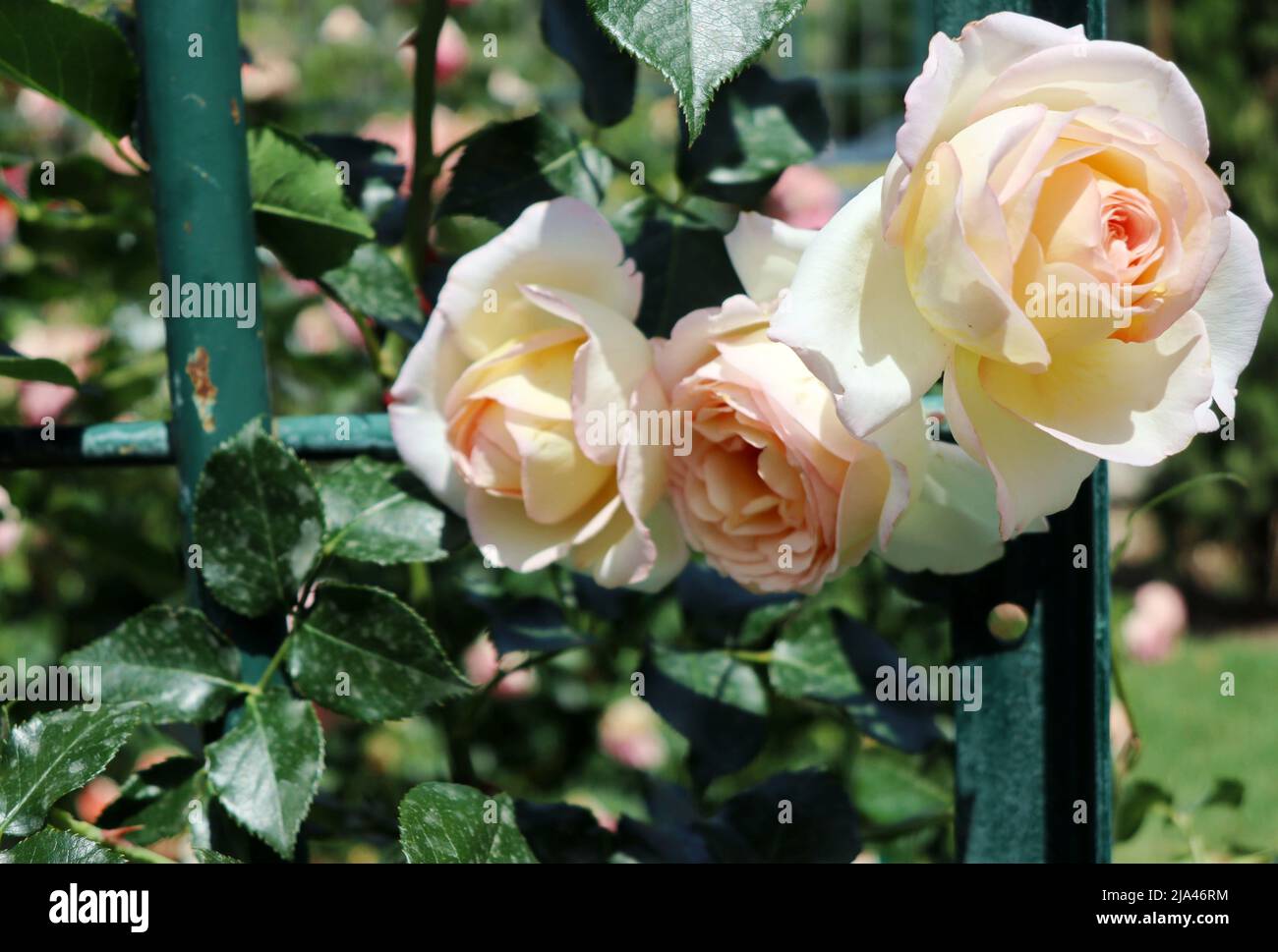 Pale pink roses seen at Roseto di Roma, the Municipal Rose Garden, Rome ...
