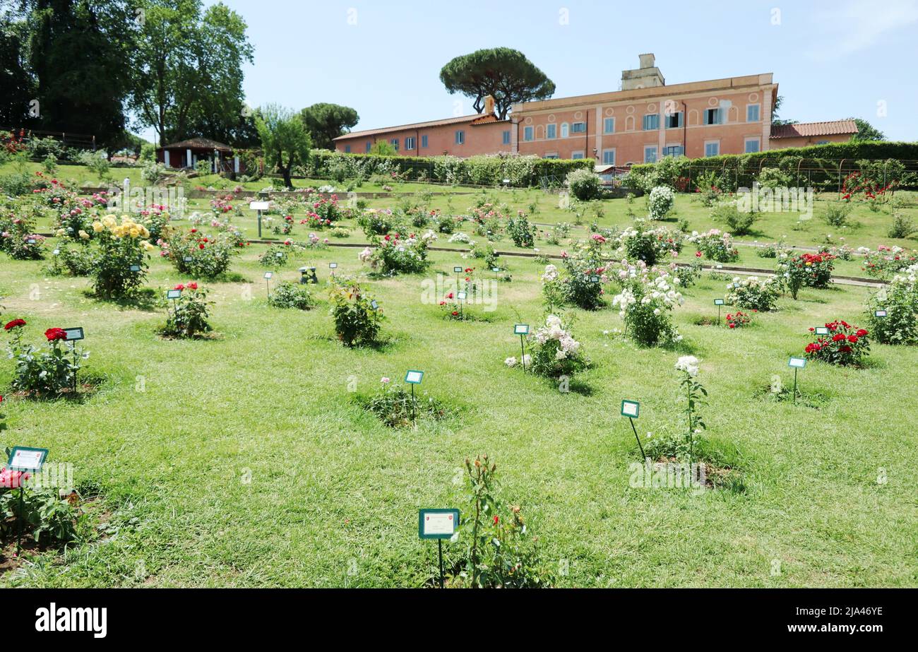 A view of Roseto di Roma, the Municipal Rose Garden, Rome, May 24 2022 ...
