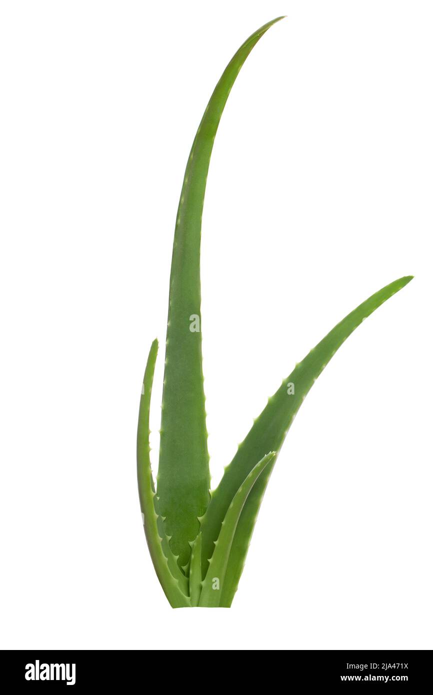 Aloe vera plant isolated on white background Stock Photo - Alamy
