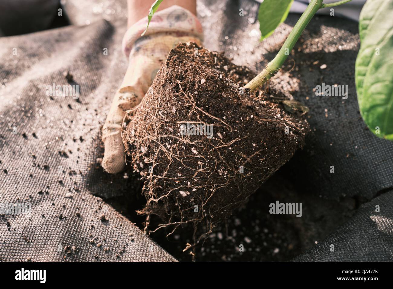 Heavy root growth hi-res stock photography and images - Alamy