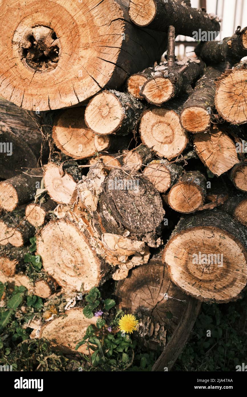 Logs of cherry trunks pile. Sawn trees from the forest. Logging timber ...