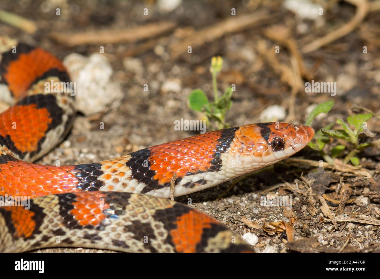 Scarlet Snake - Cemophora coccinea Stock Photo - Alamy
