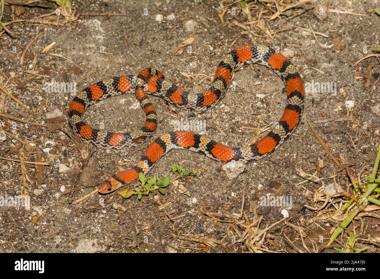 Scarlet Snake - Cemophora coccinea Stock Photo - Alamy