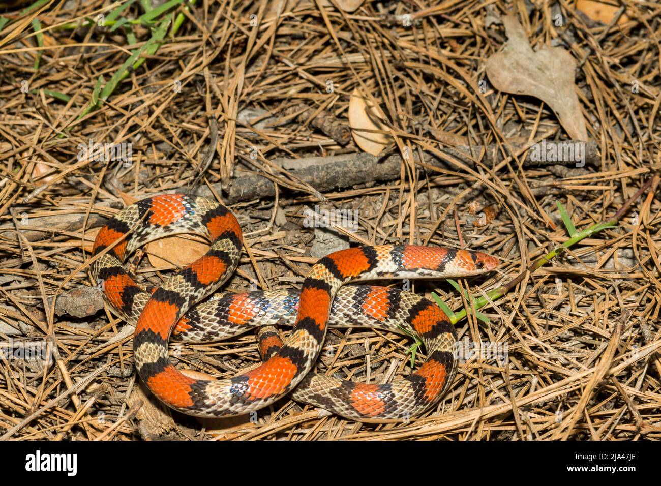 Scarlet Snake - Cemophora coccinea Stock Photo - Alamy