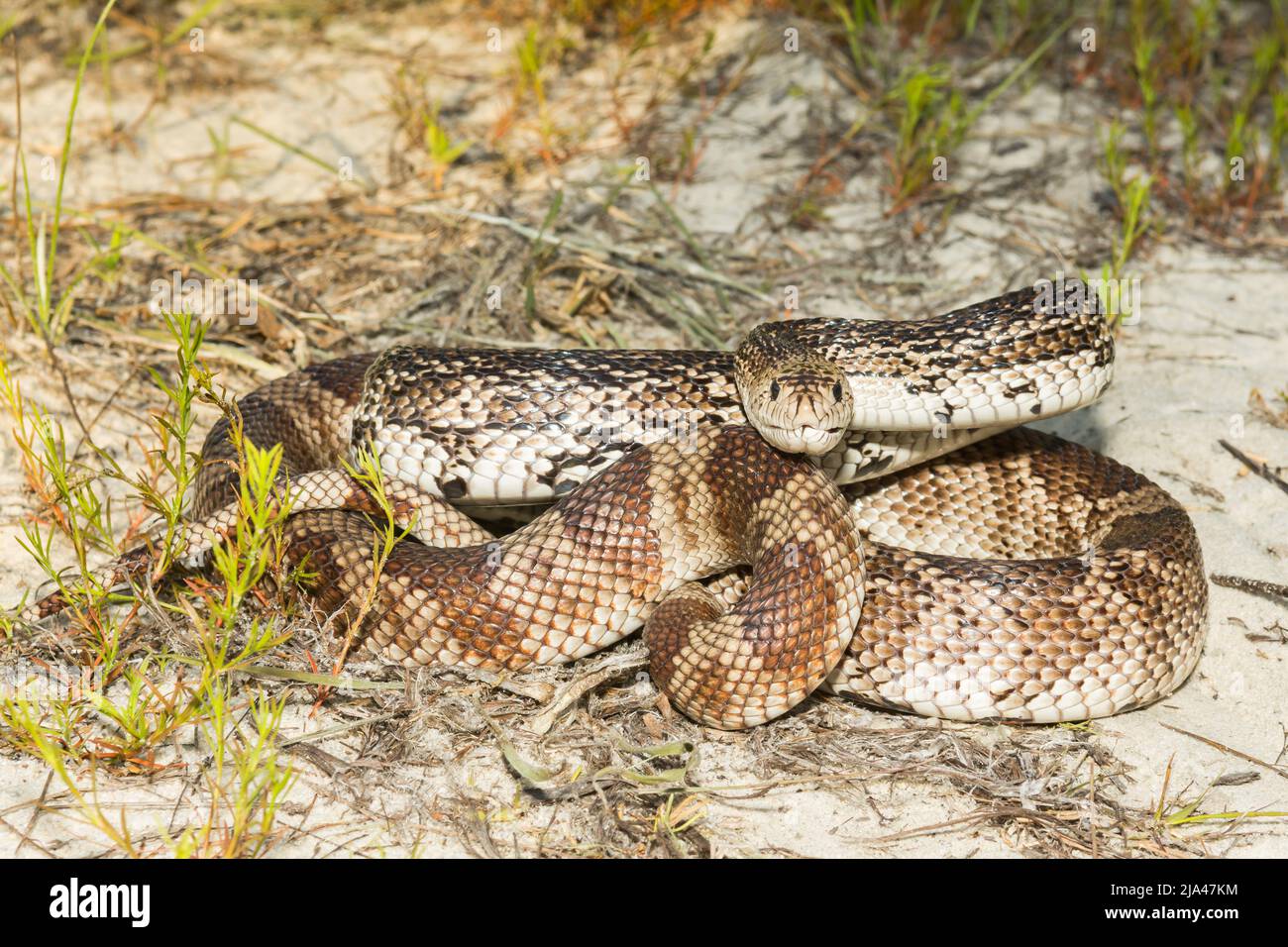 Florida Pine Snake - Pituophis melanoleucus mugitus Stock Photo - Alamy