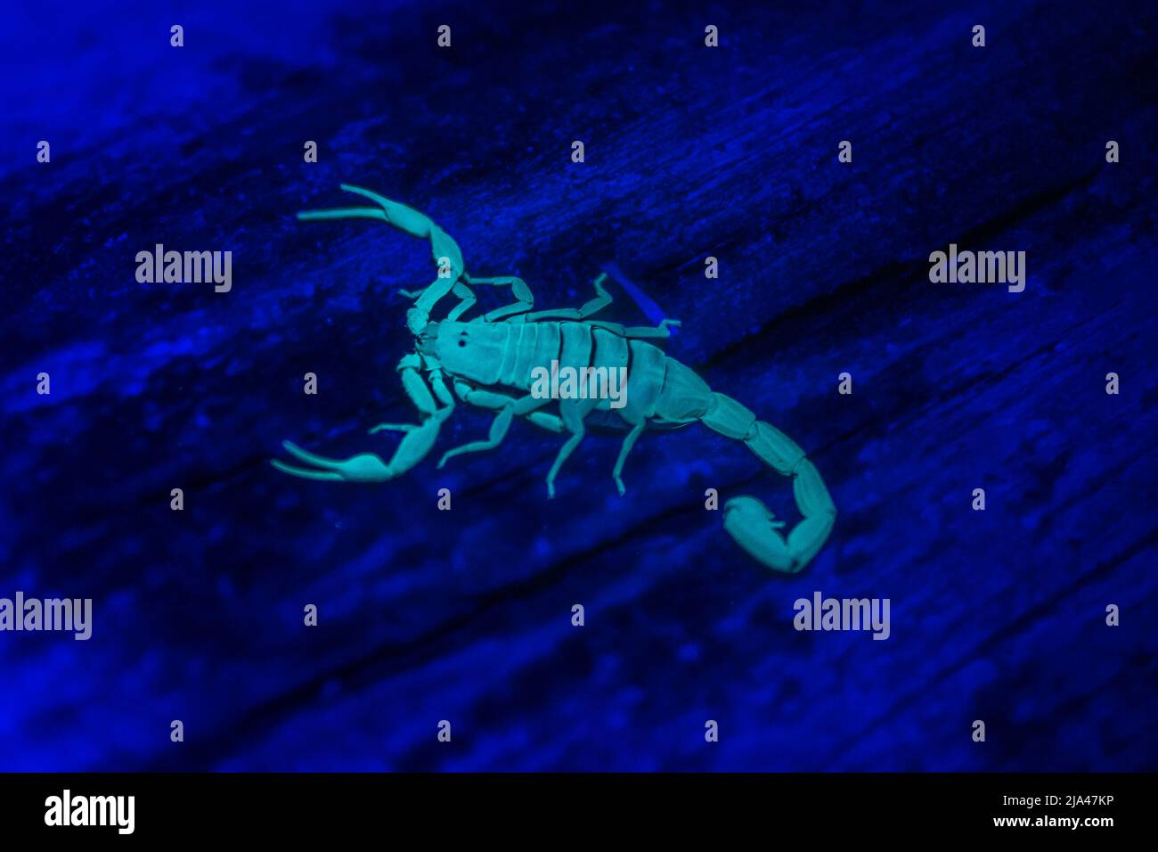 Striped Bark Scorpion under a black light - Centruoides vittatus Stock ...