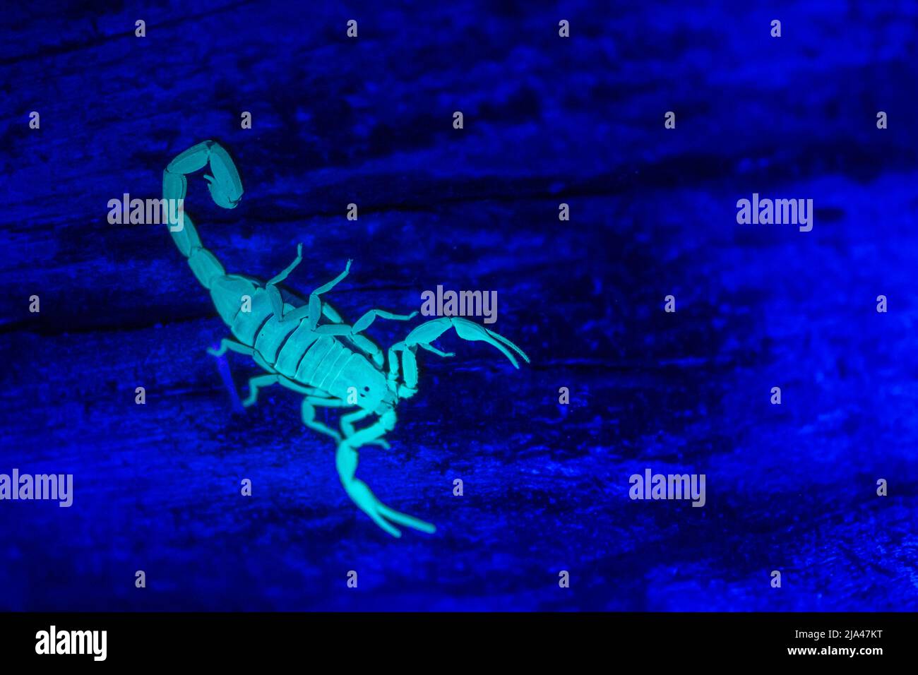 Striped Bark Scorpion under a black light - Centruoides vittatus Stock ...