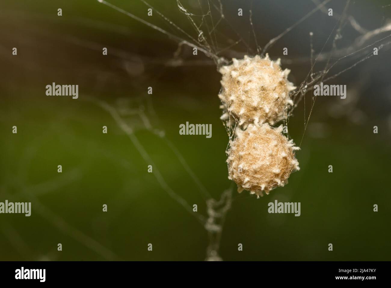 Southern Black Widow Spider Eggs - Latrodectus mactans Stock Photo - Alamy
