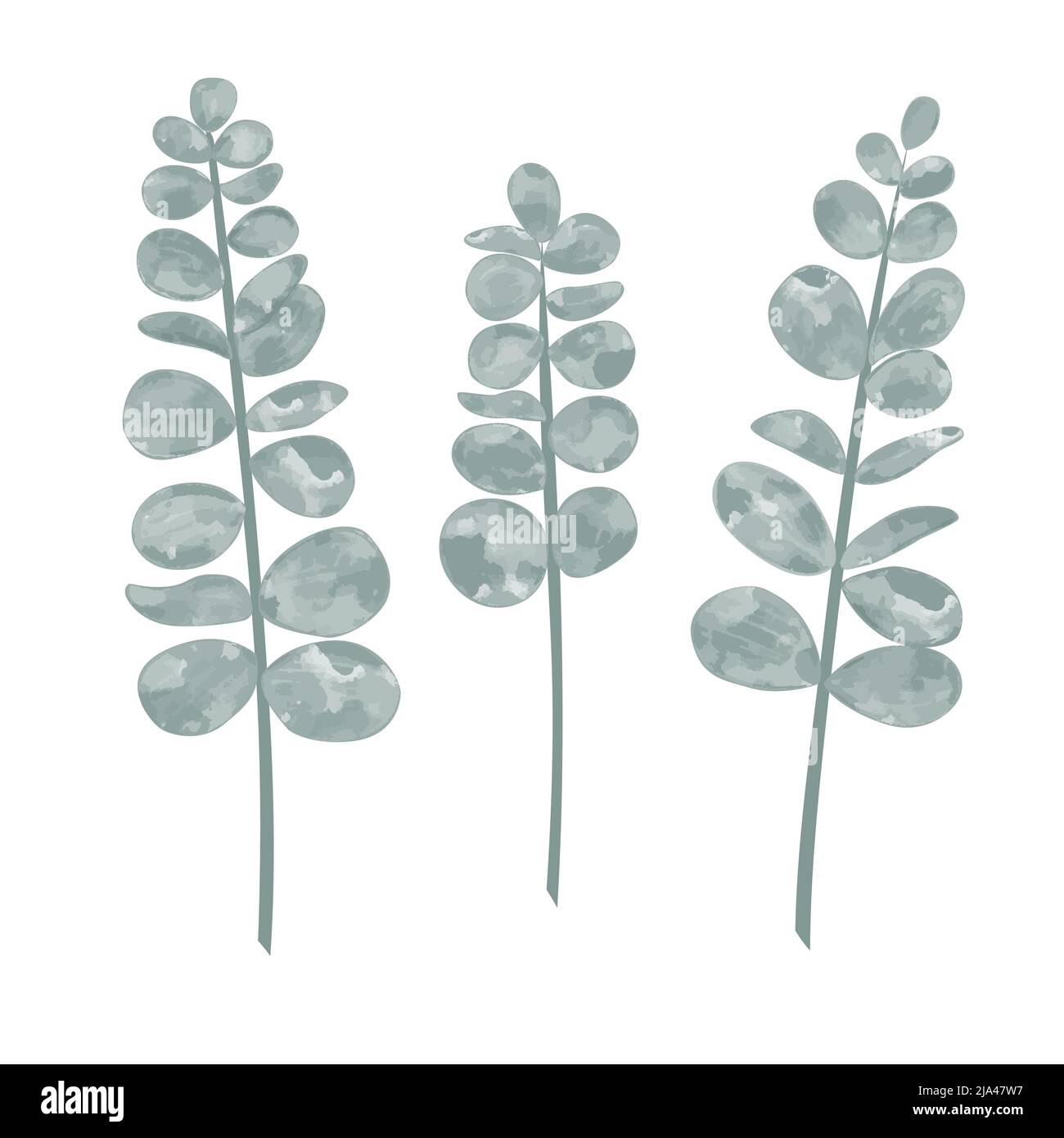 Watercolor sprigs of eucalyptus isolated vector Stock Vector Image ...