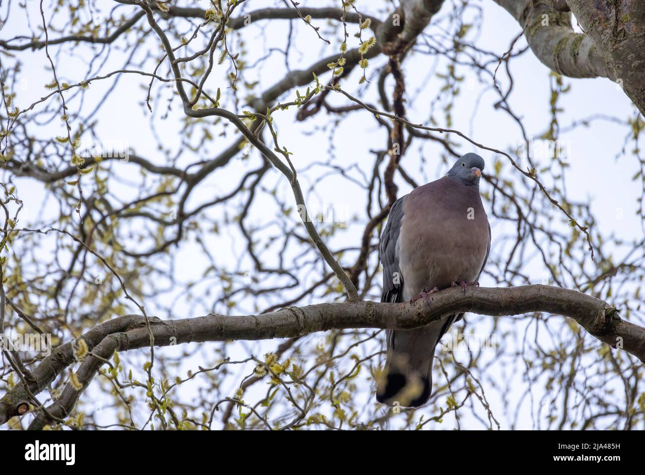 Portrait of a common wood pigeon hi-res stock photography and images ...