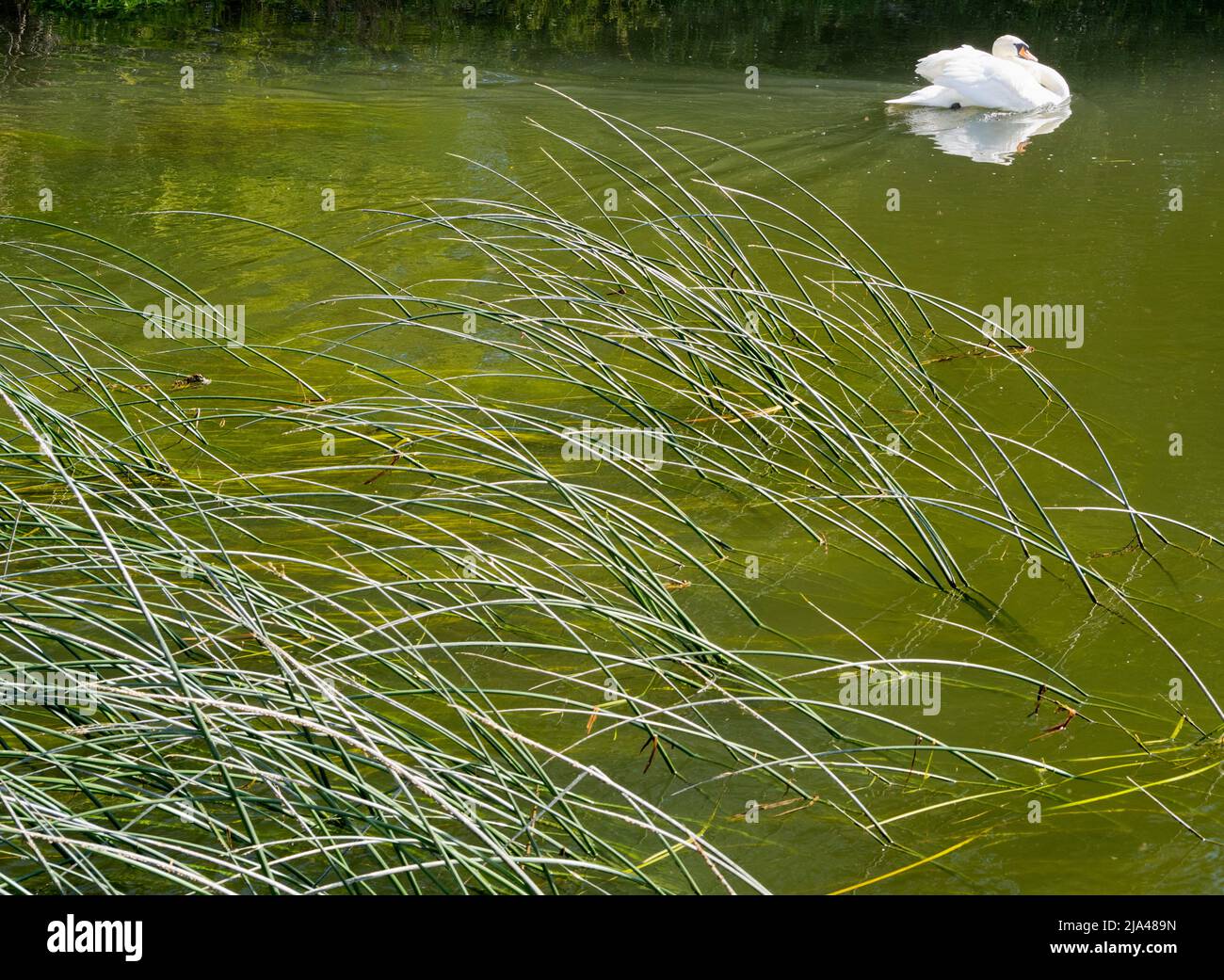 An abstract image of water reeds and a solitary swan on Abbey Stream, a ...