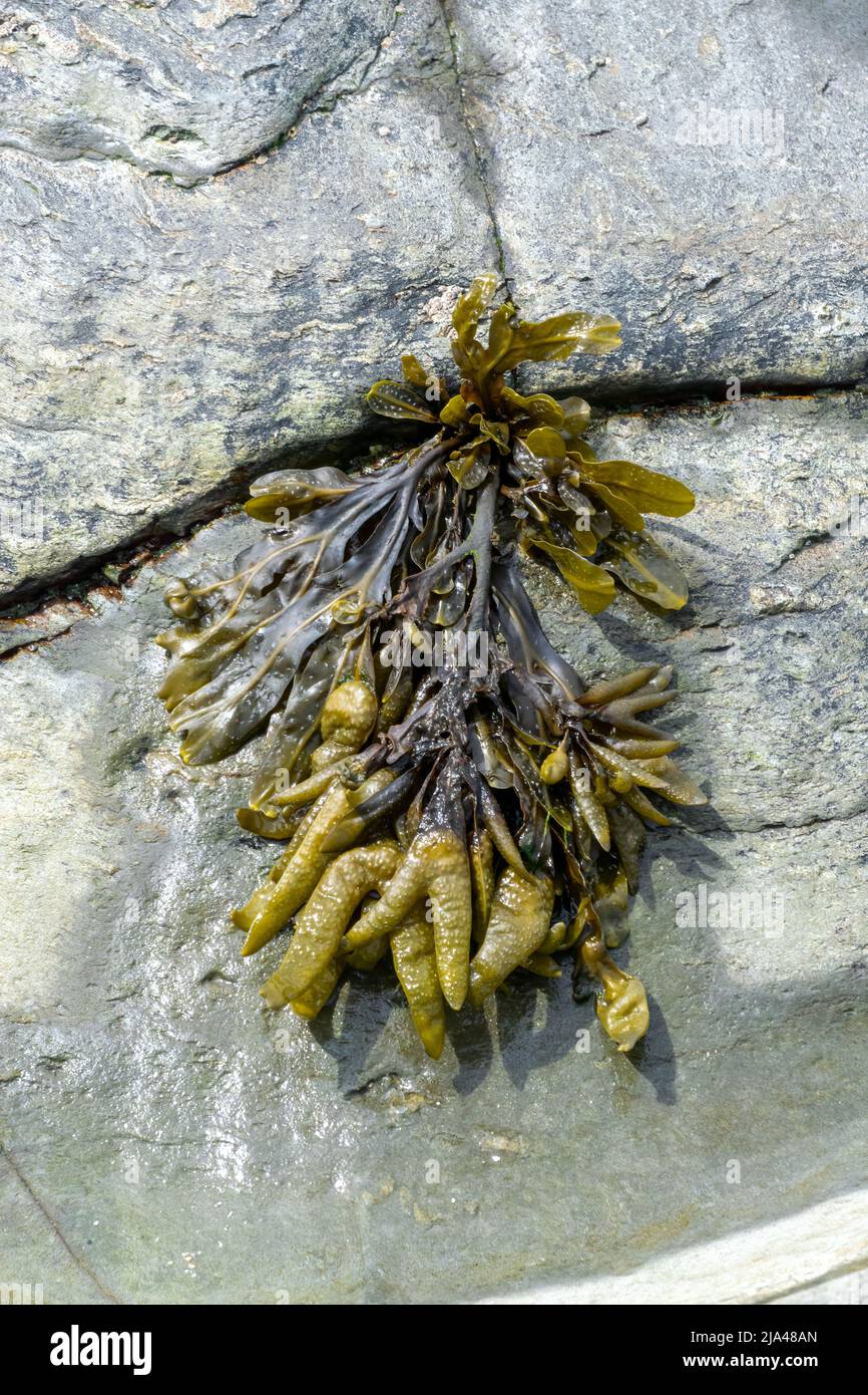 A piece of wet seaweed hanging off of a grey rock Stock Photo - Alamy