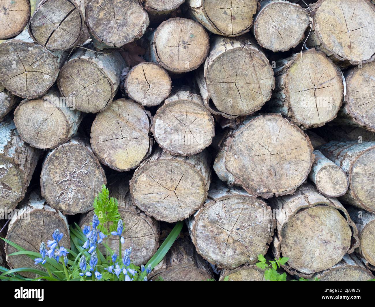 Contrasts - life and death. This pile of logs, from dead, fallen trees ...