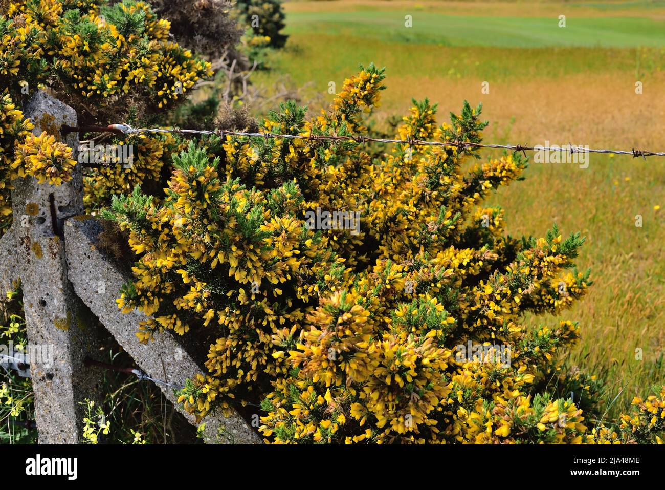 Barbed wire in a gorse bush Stock Photo - Alamy