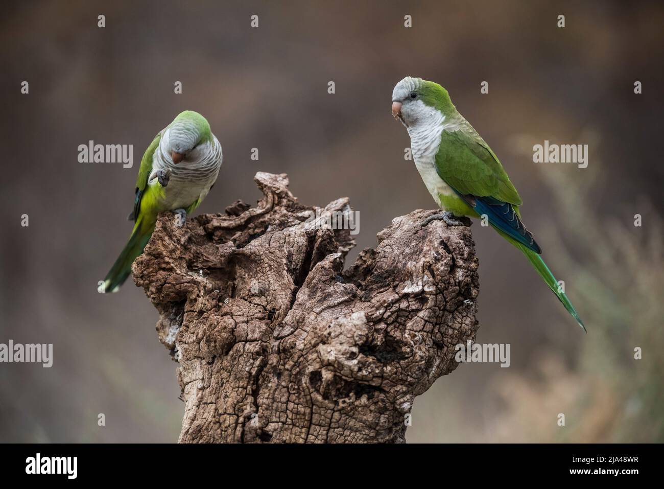 Monk parakeet, Myiopsitta monachus, in Pampas forest environment, La ...