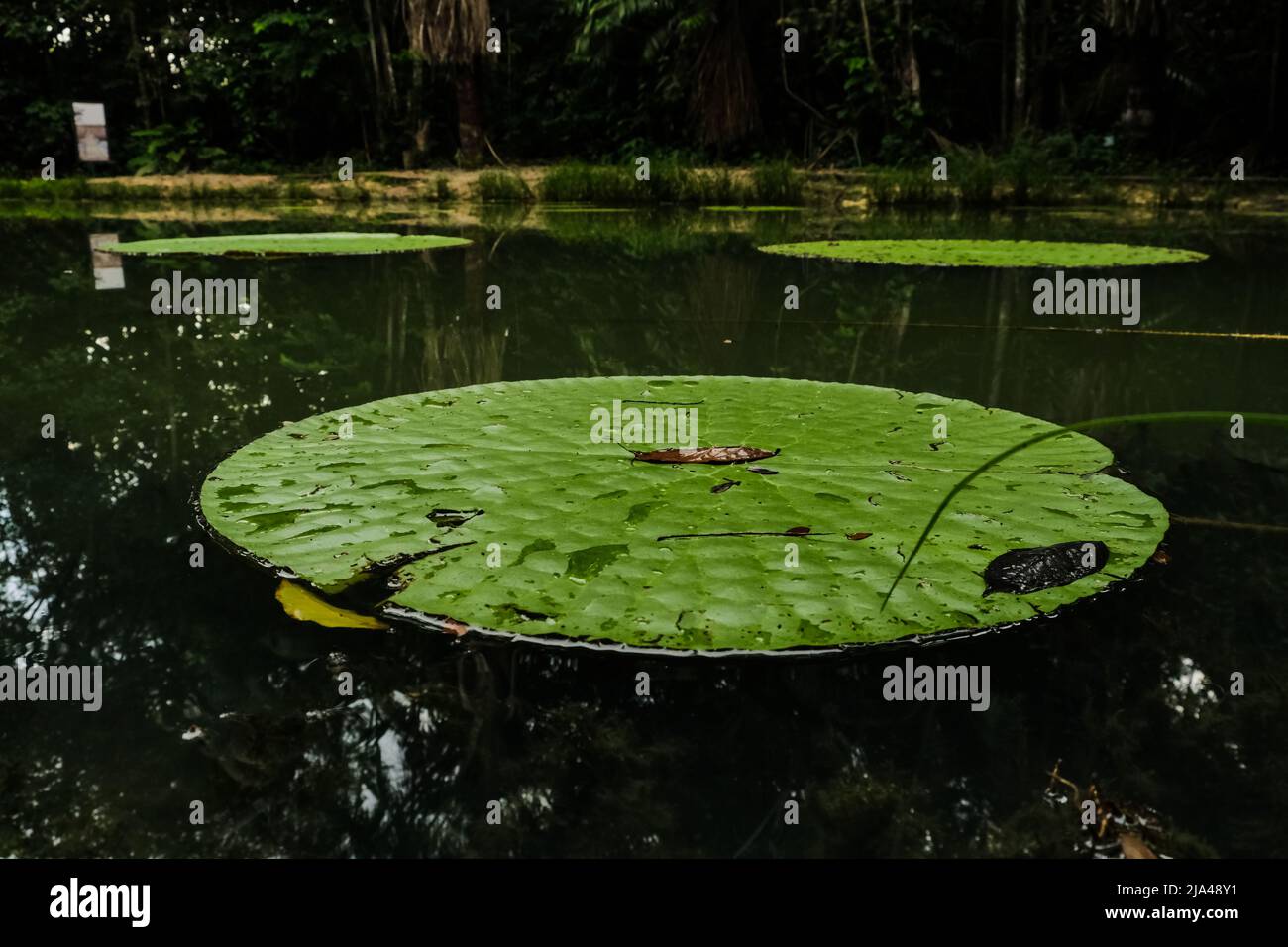 Victoria amazonica flower, the largest of the water lily family ...