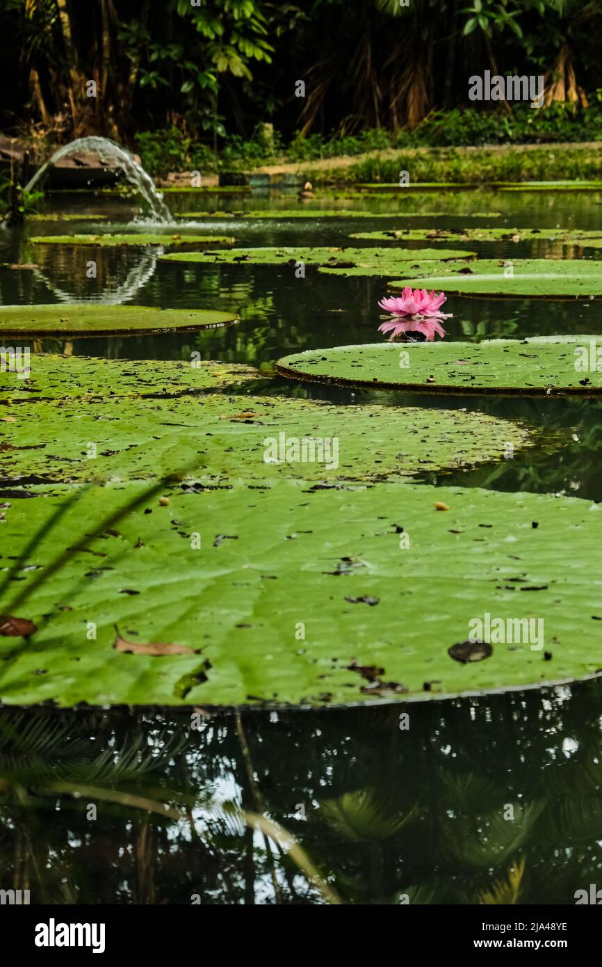 Victoria amazonica flower, the largest of the water lily family ...