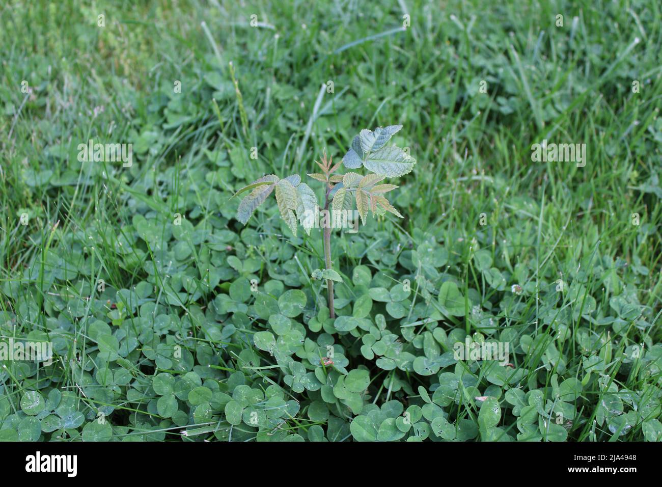A Black Walnut Tree Sprout in a Clover and Grass Lawn Stock Photo - Alamy