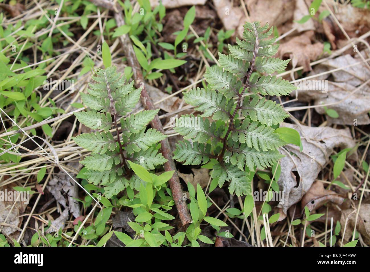 New Fronds of a Japanese Painted Fern Stock Photo - Alamy