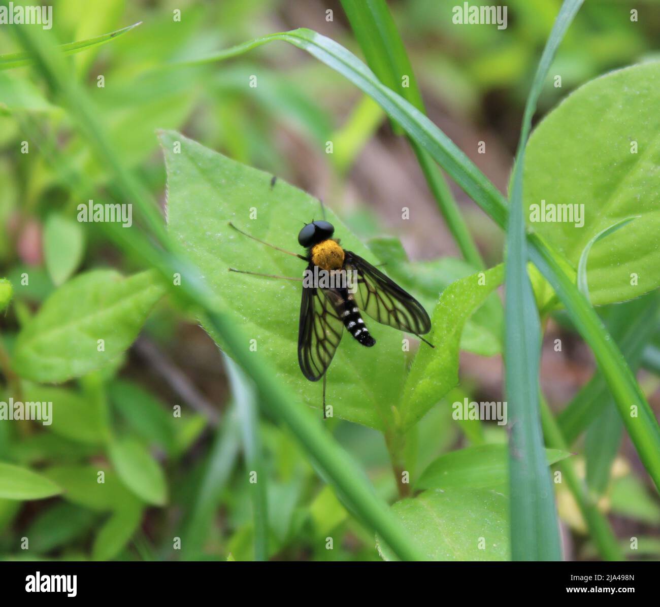 Gold snipe fly hi-res stock photography and images - Alamy