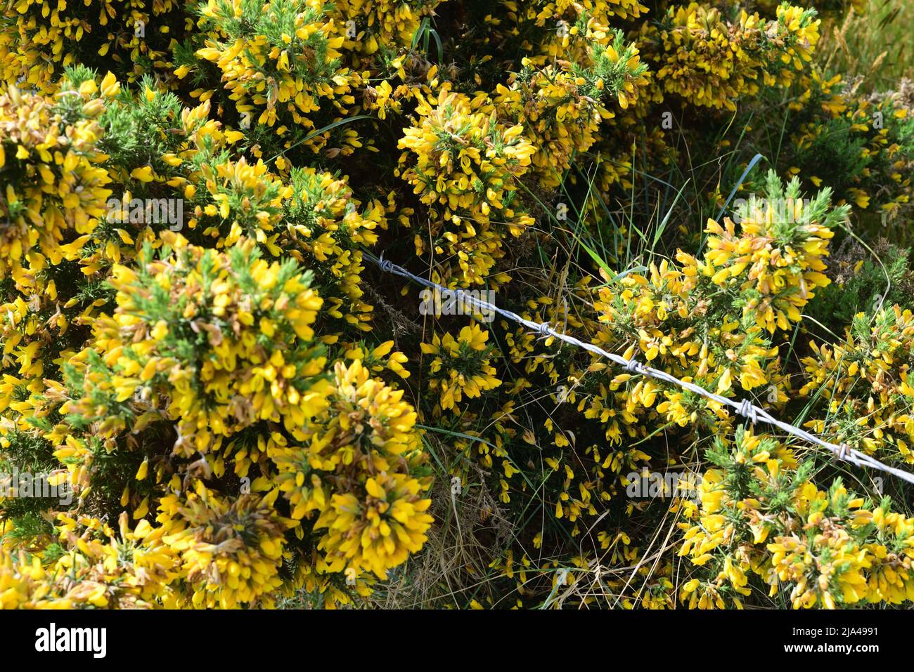 Barbed wire in a gorse bush Stock Photo - Alamy