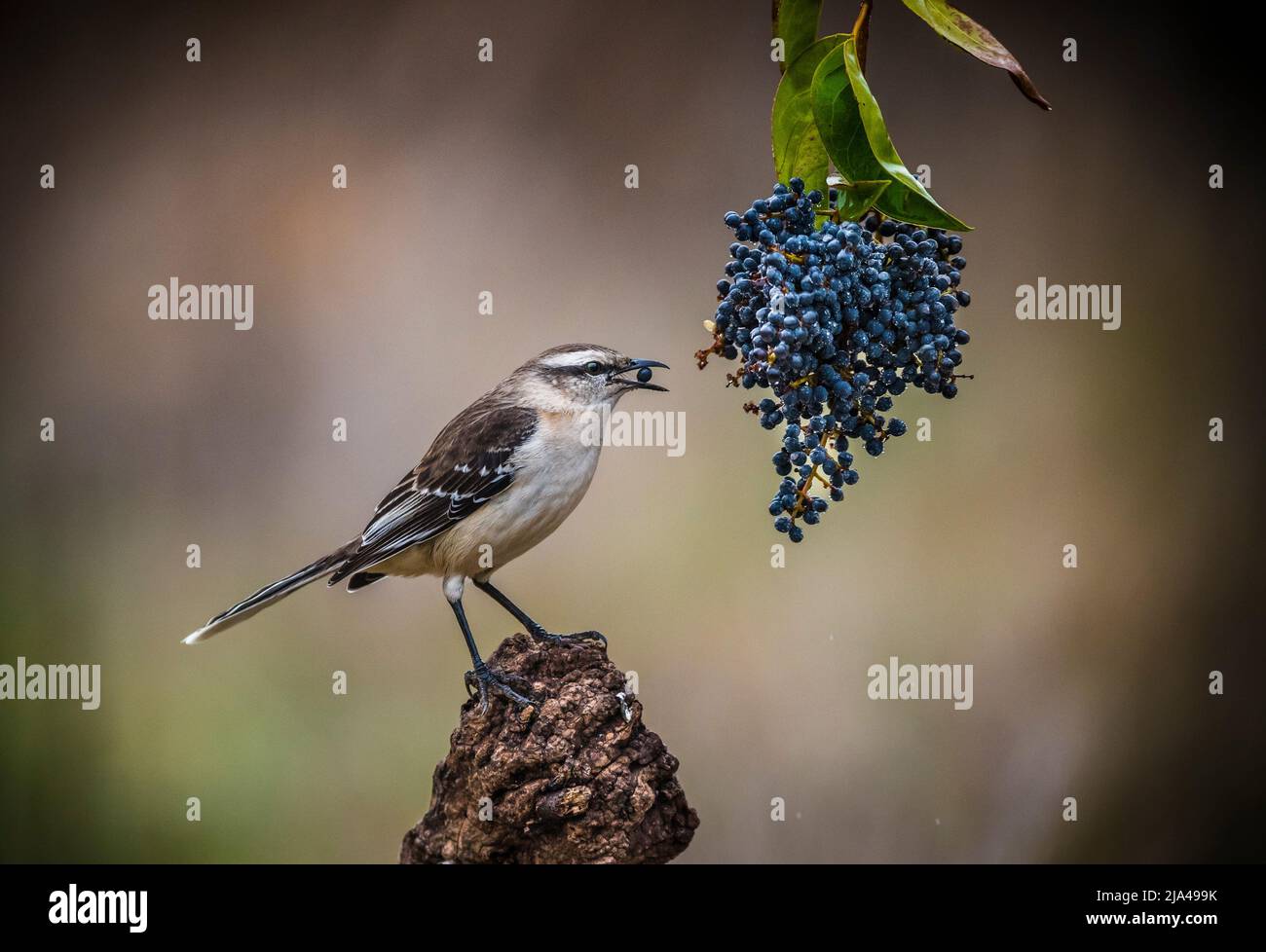 White banded Mockingbird, Mimus triurus, in Pampas grass environment ...