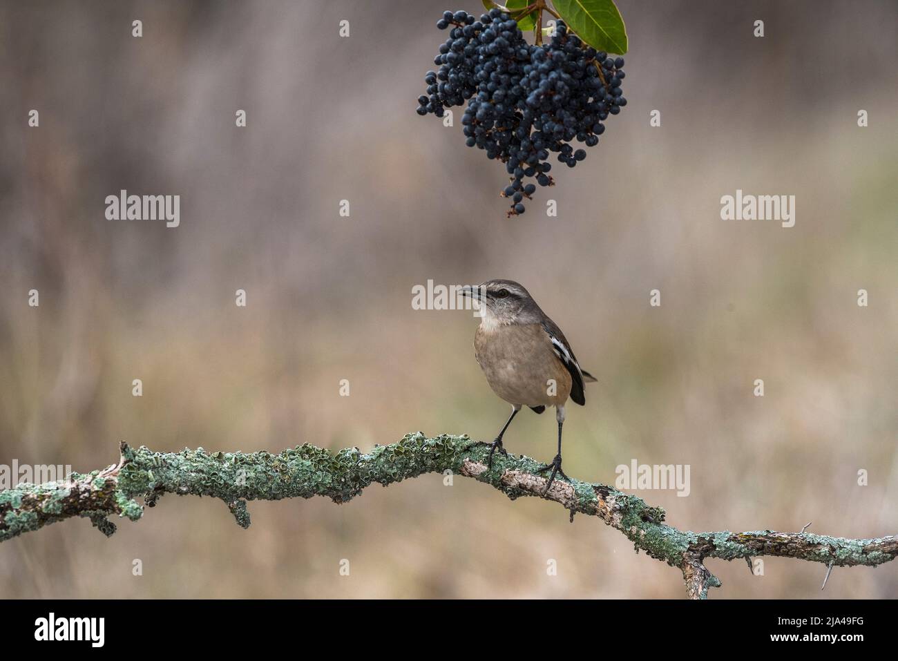 White banded Mockingbird, Mimus triurus, in Pampas grass environment ...