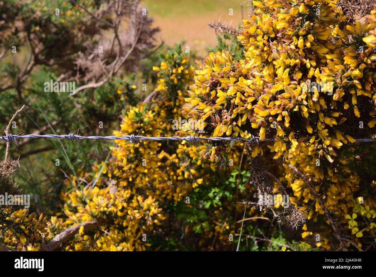 Barbed wire in a gorse bush Stock Photo - Alamy