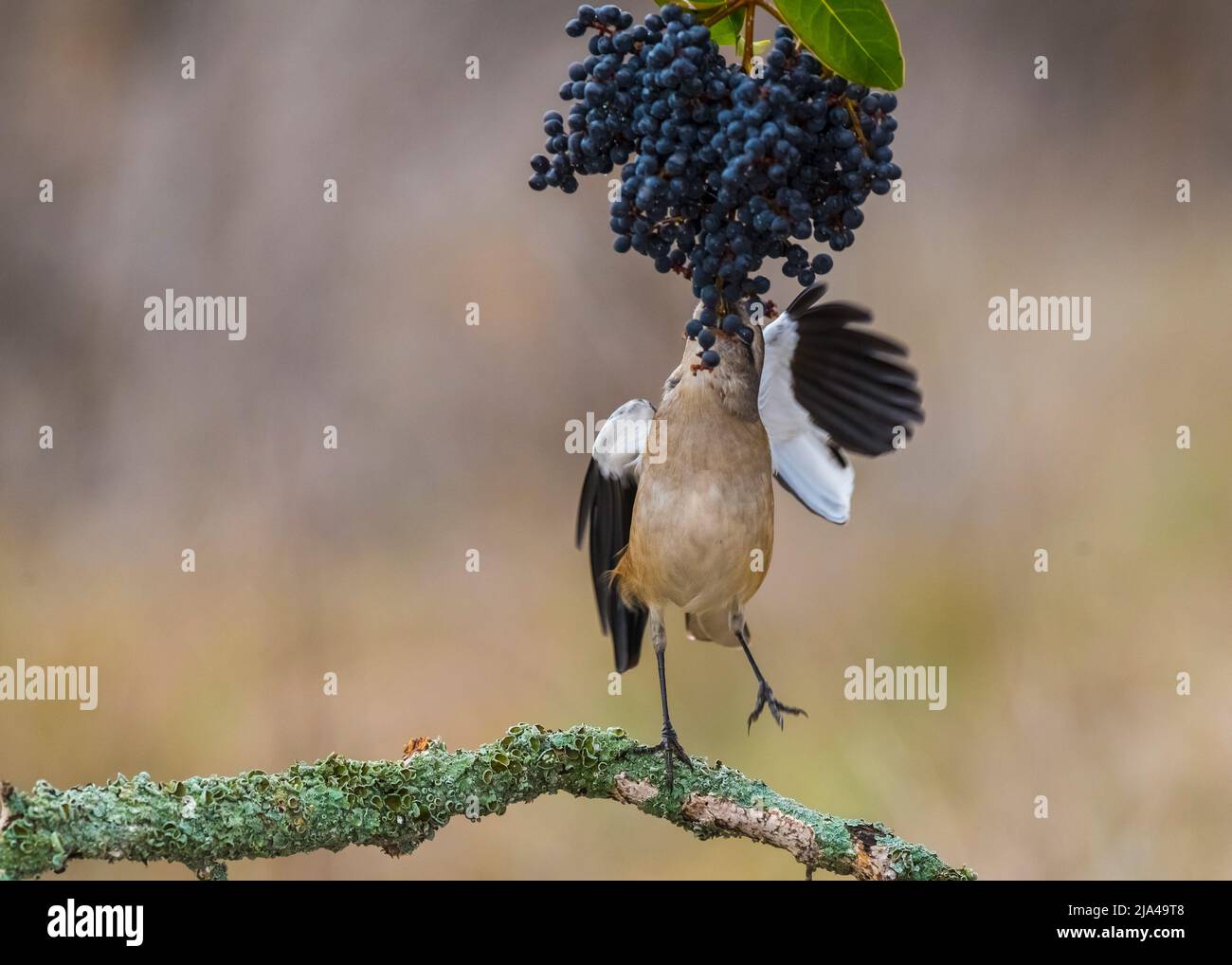 White banded Mockingbird, Mimus triurus, in Pampas grass environment ...