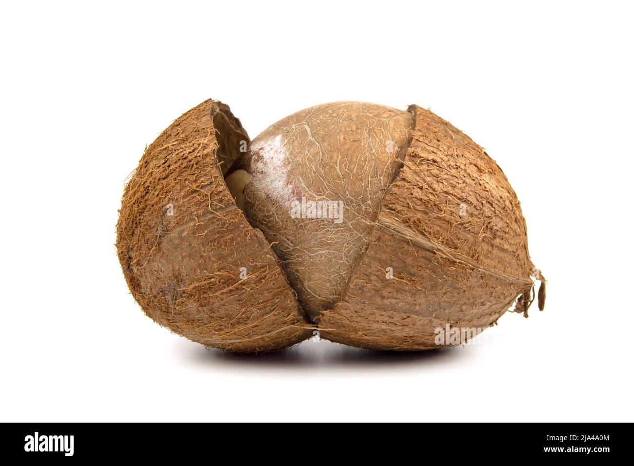 Split coconut fruit with whole inside seed isolated on a white ...