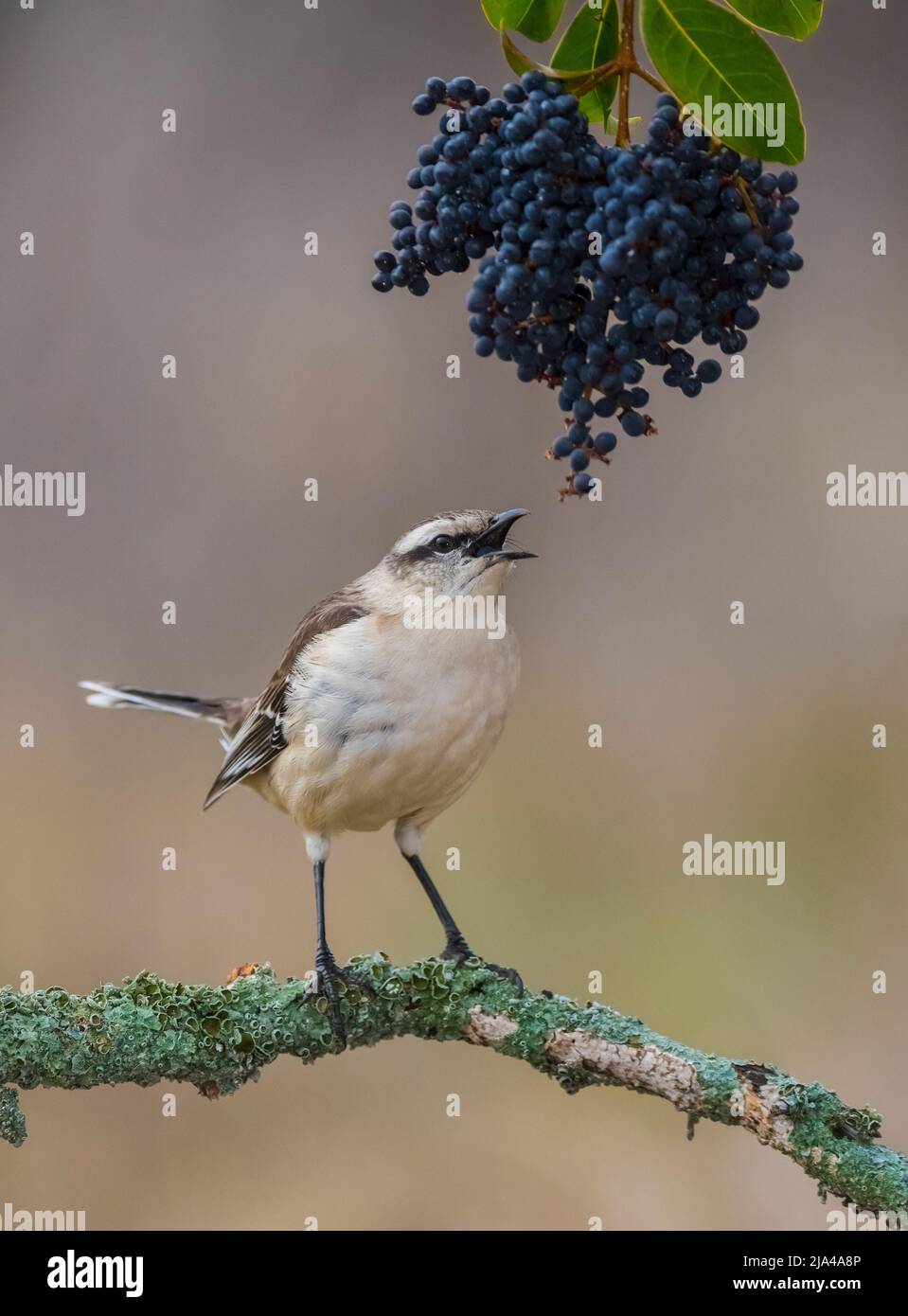 White banded Mockingbird, Mimus triurus, in Pampas grass environment ...