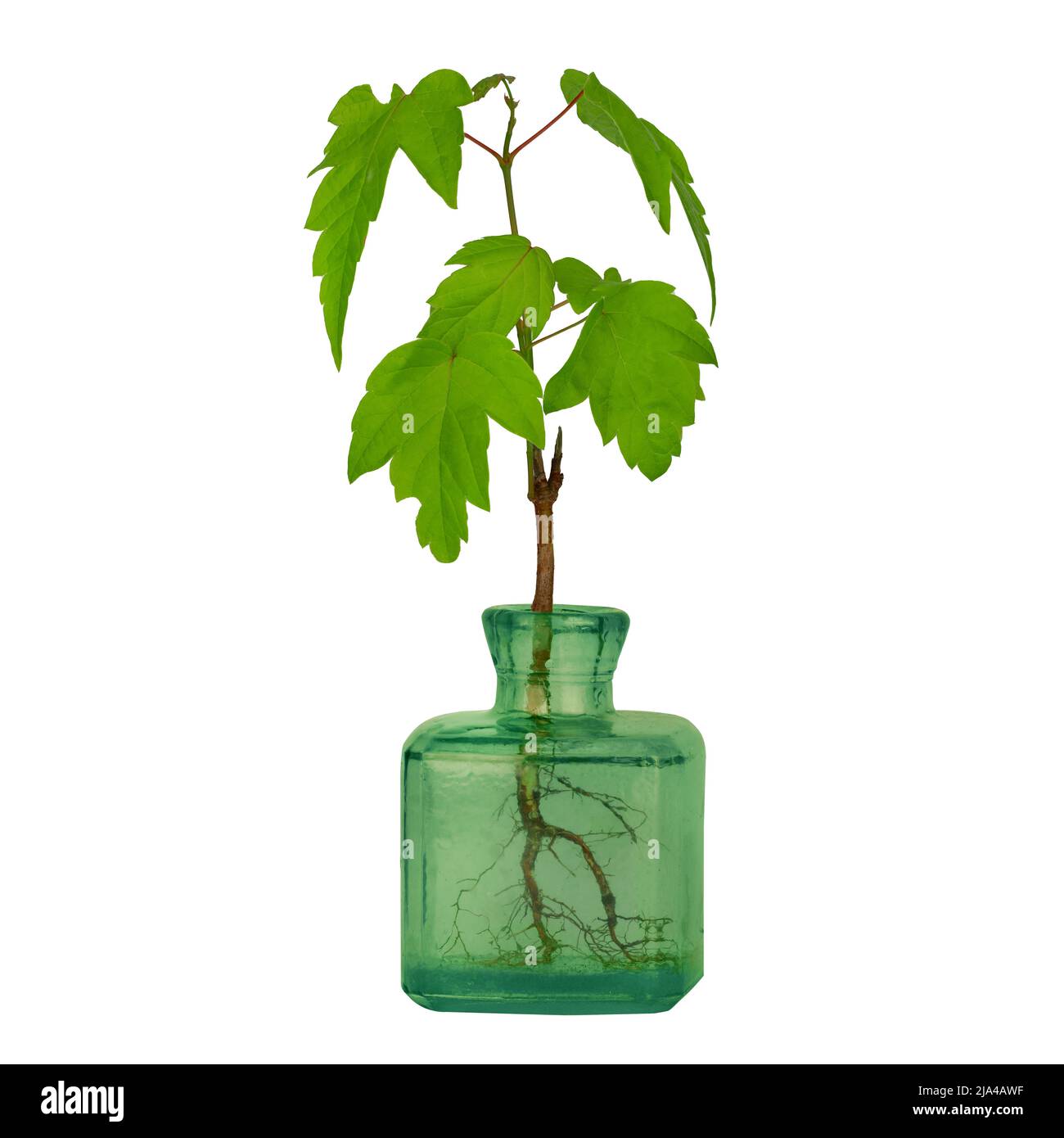 Young maple tree with roots in green bottle, isolated on white ...