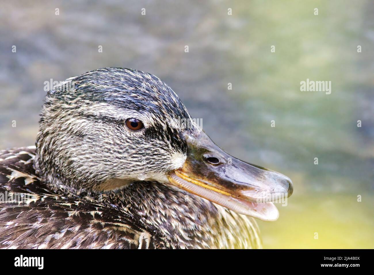 headshot of a female duck Stock Photo - Alamy