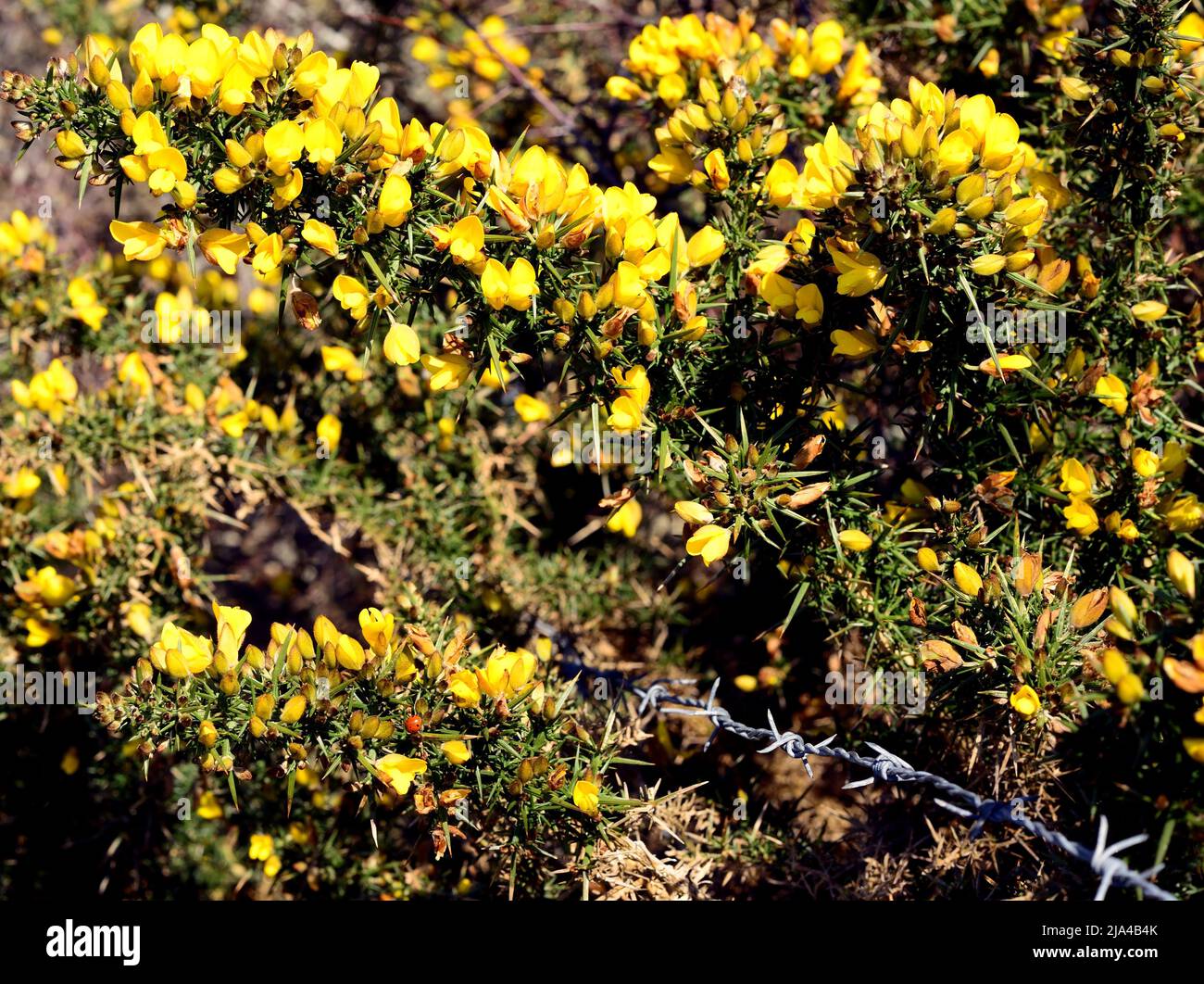 Barbed wire in a gorse bush Stock Photo - Alamy