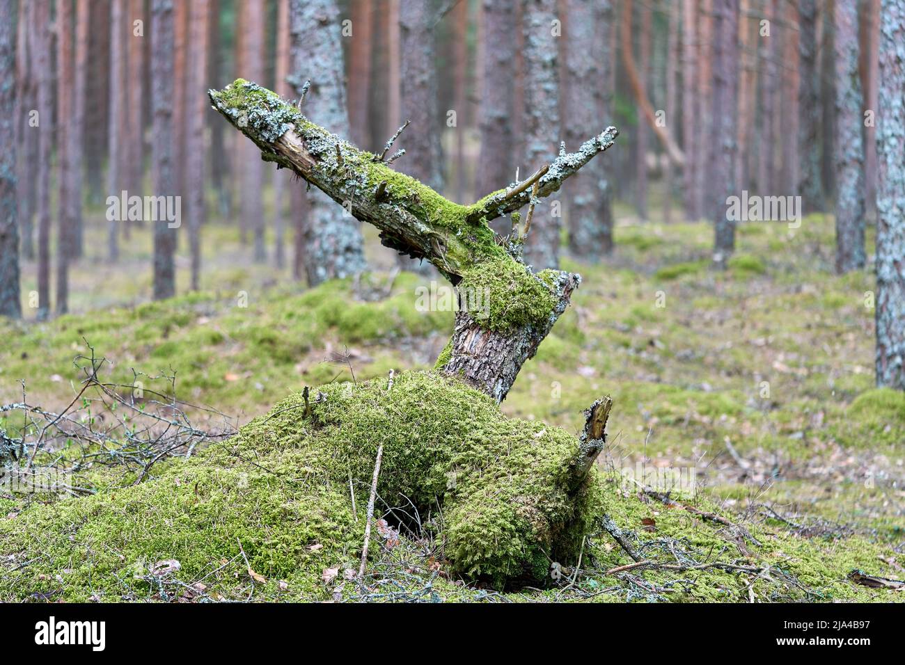 A big tree root covered by moss. High quality photo Stock Photo - Alamy
