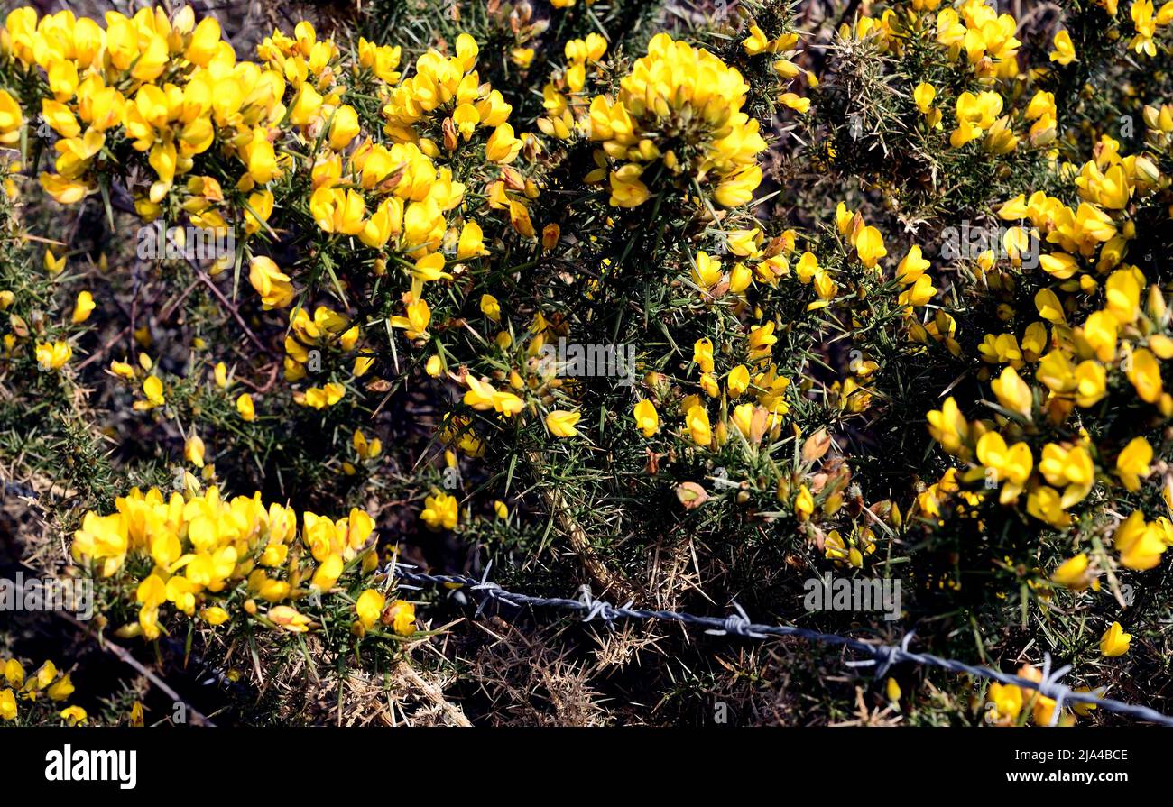 Barbed wire in a gorse bush Stock Photo - Alamy