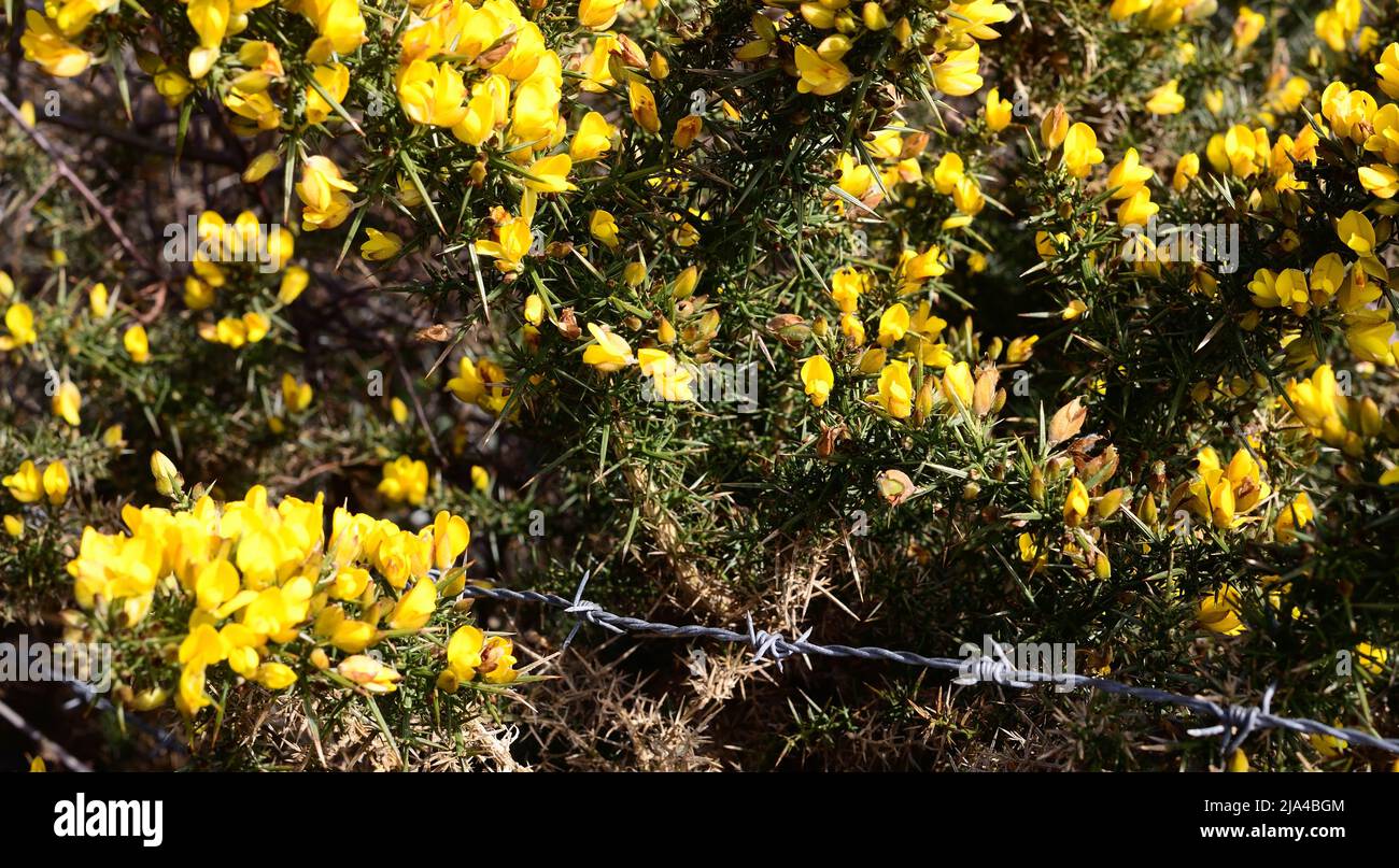 Barbed wire in a gorse bush Stock Photo - Alamy