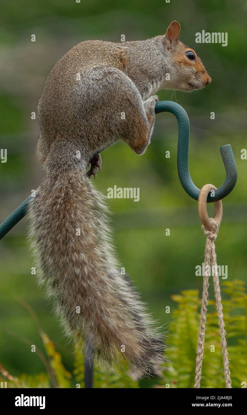 Squirrel climbing pole hi-res stock photography and images - Alamy