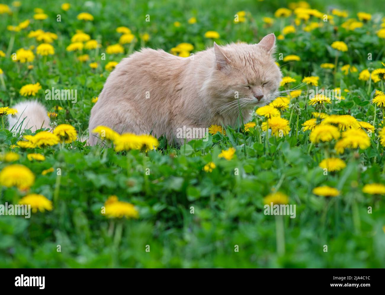 Red cat sits in flowers. The cat smells a flower Stock Photo - Alamy