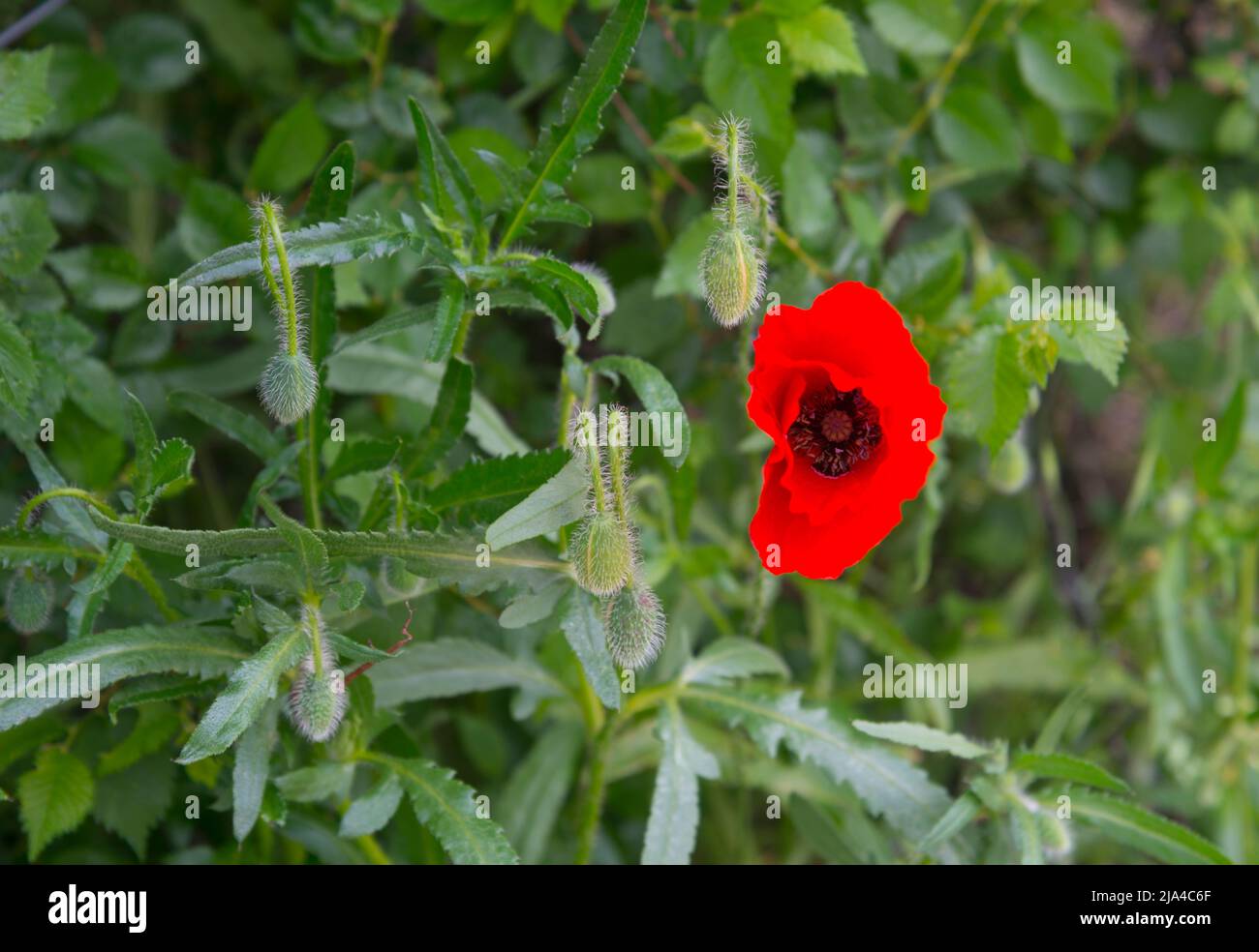 Hojas wild hi-res stock photography and images - Alamy