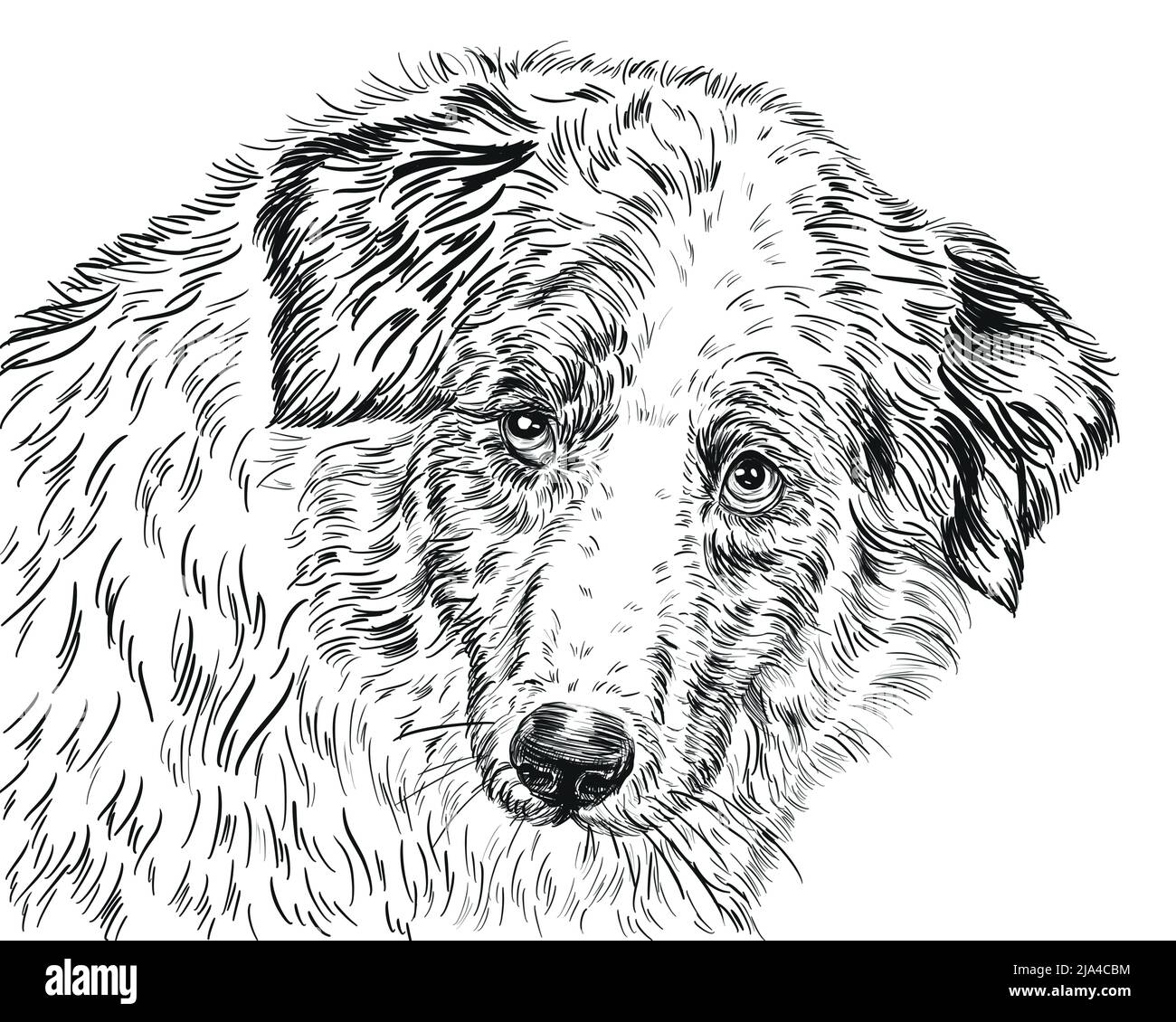 blue merl aussie dog Stock Photo - Alamy