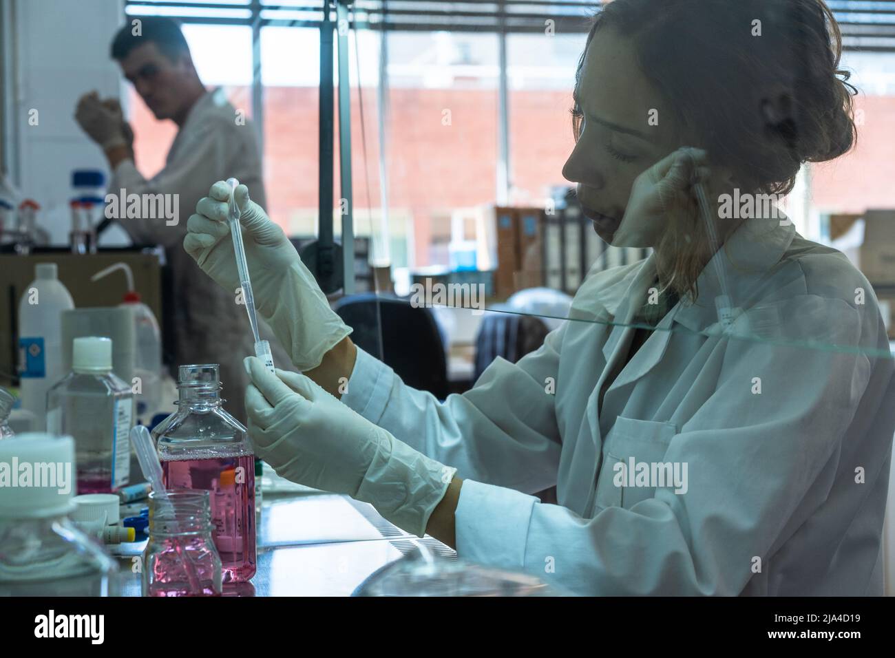 Young researchers working in gloves and lab coat in the flow cabinet ...