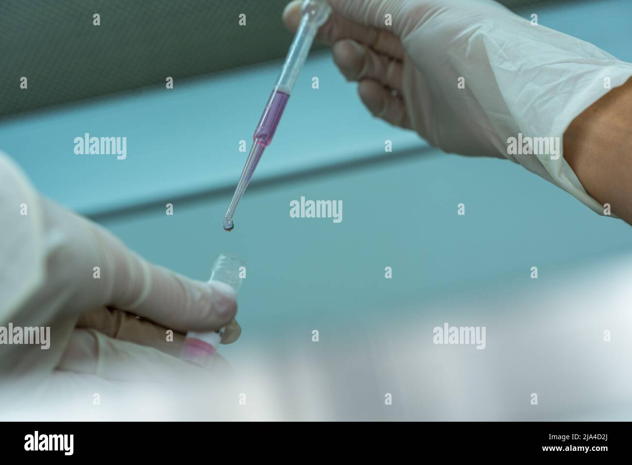 Hands of a scientist researcher working in gloves with a pipette and a ...